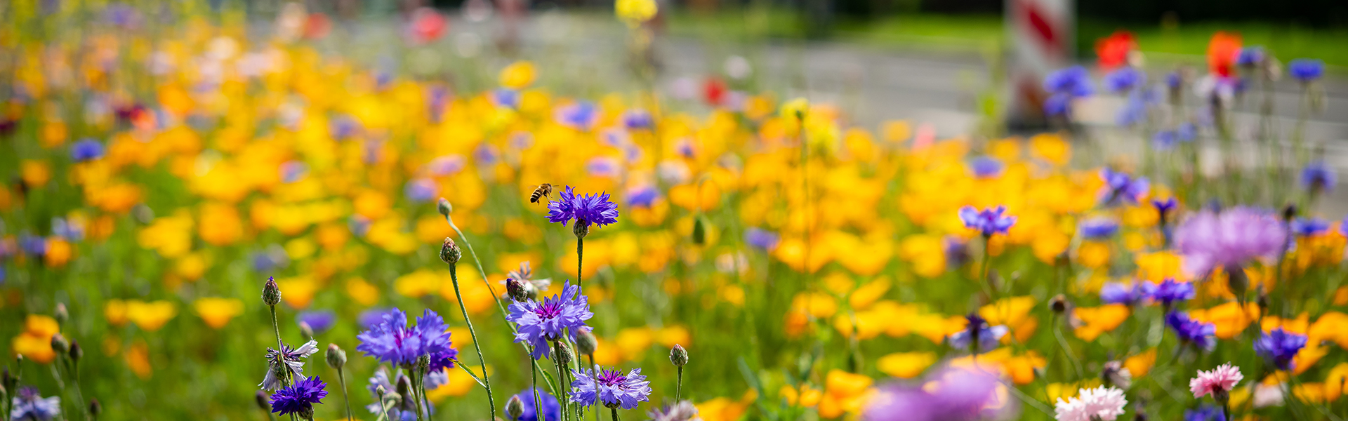 Specifying for biodiversity net gain | NBS